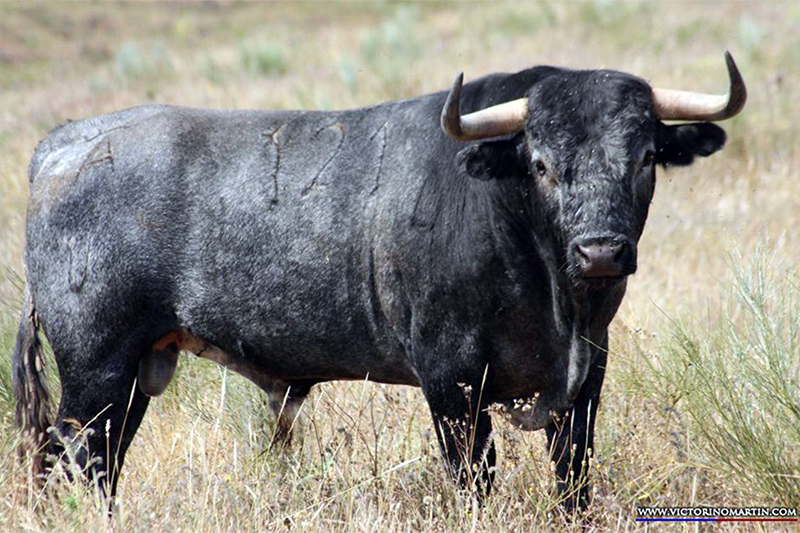 Conozcan los toros de Victorino Martín reseñados para Mont-de-Marsan ...