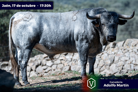 Conozca los toros de Adolfo Martín a lidiarse en Jaén en la corrida de ...